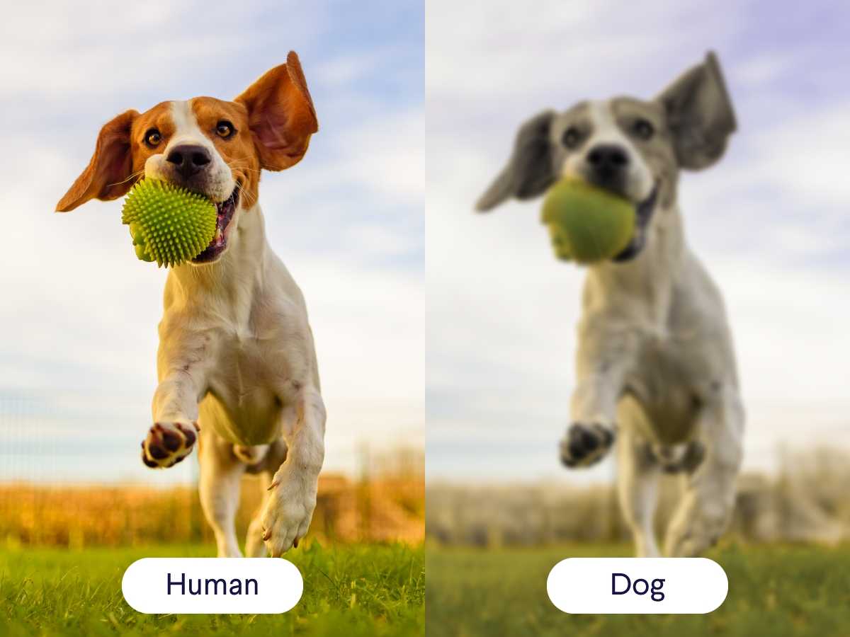 Dog Vision Vision Through The Eyes Of Dogs 2022 